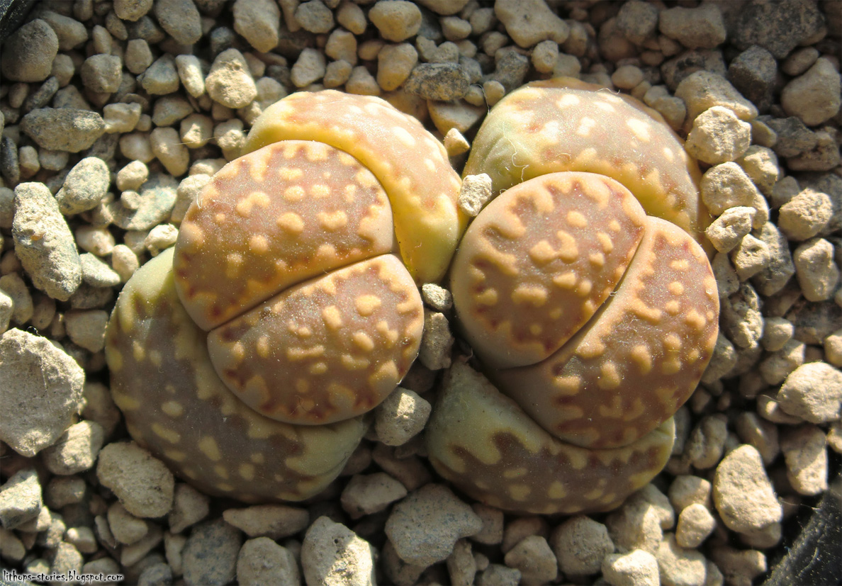Lithops Stories: Spring is here! (28 pics)