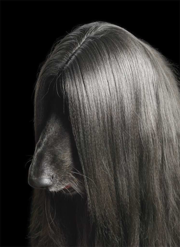 El Hurgador [Arte en la Red]: Tim Flach (I, 'Dogs Gods') [Fotografía]