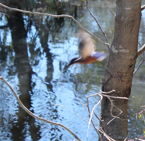 Kath Fries Studio: Bird life in the Wonga Wetlands
