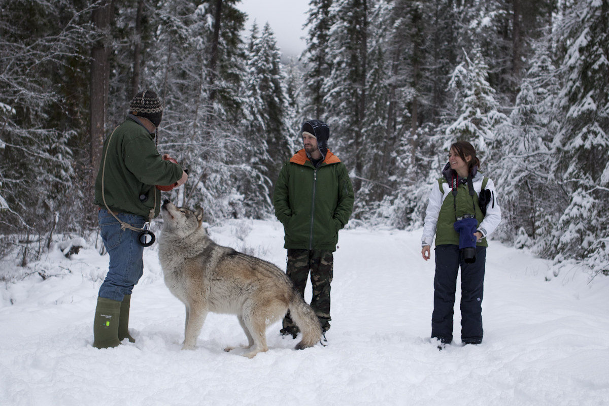 165 days in Canada EH !: Day 140 - Walking with the Wolves