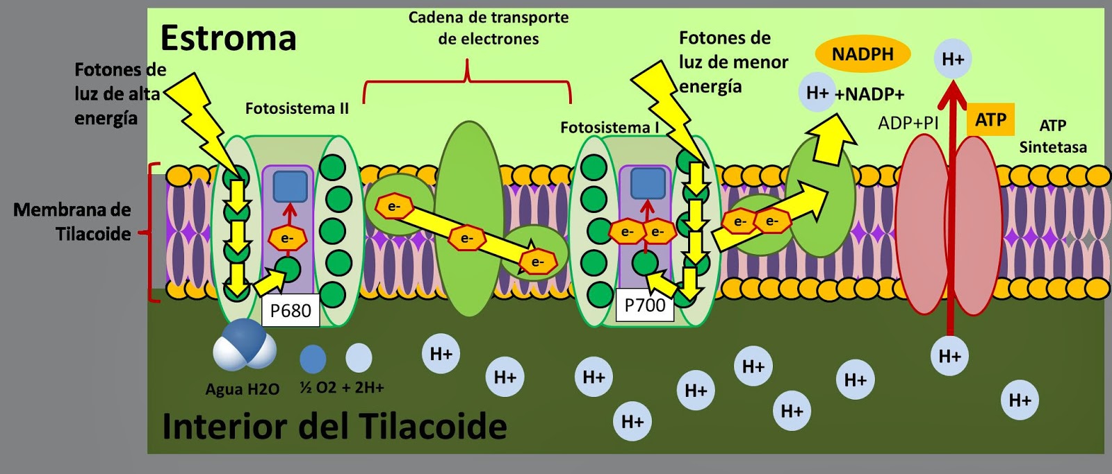 Café y Biología: 2013