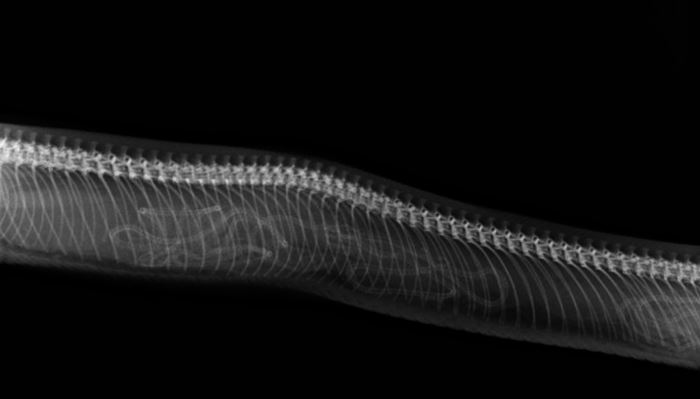 These 16 X-Rays Of Pregnant Animals Are Extremely Amazing