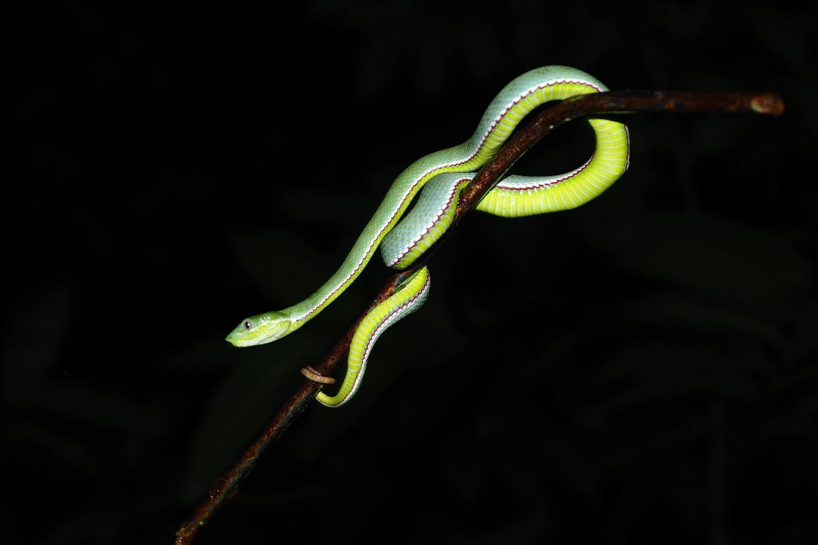 Taiwan: The Bradt Travel Guide: A nocturnal nature ramble