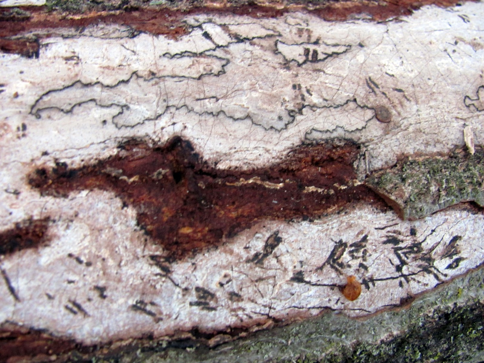 curving back: a fallen oak, stripped