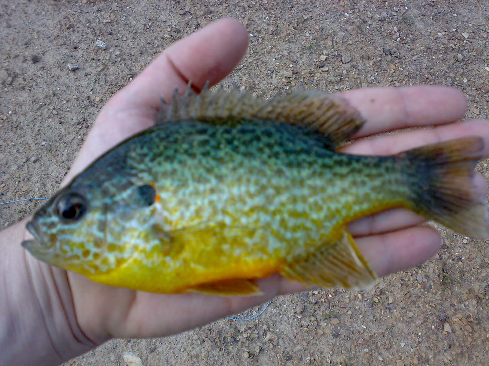 spinning fly fishing