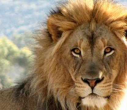 CRISTOBAL GUERRERO: COMO LEÓN RUGIENTE…