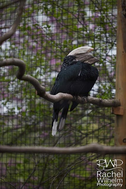 RWP Wildlife: Random Birds