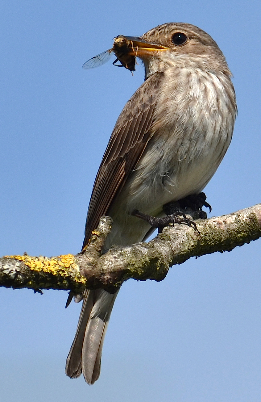 Leigh Ornithological Society: 09/03/13