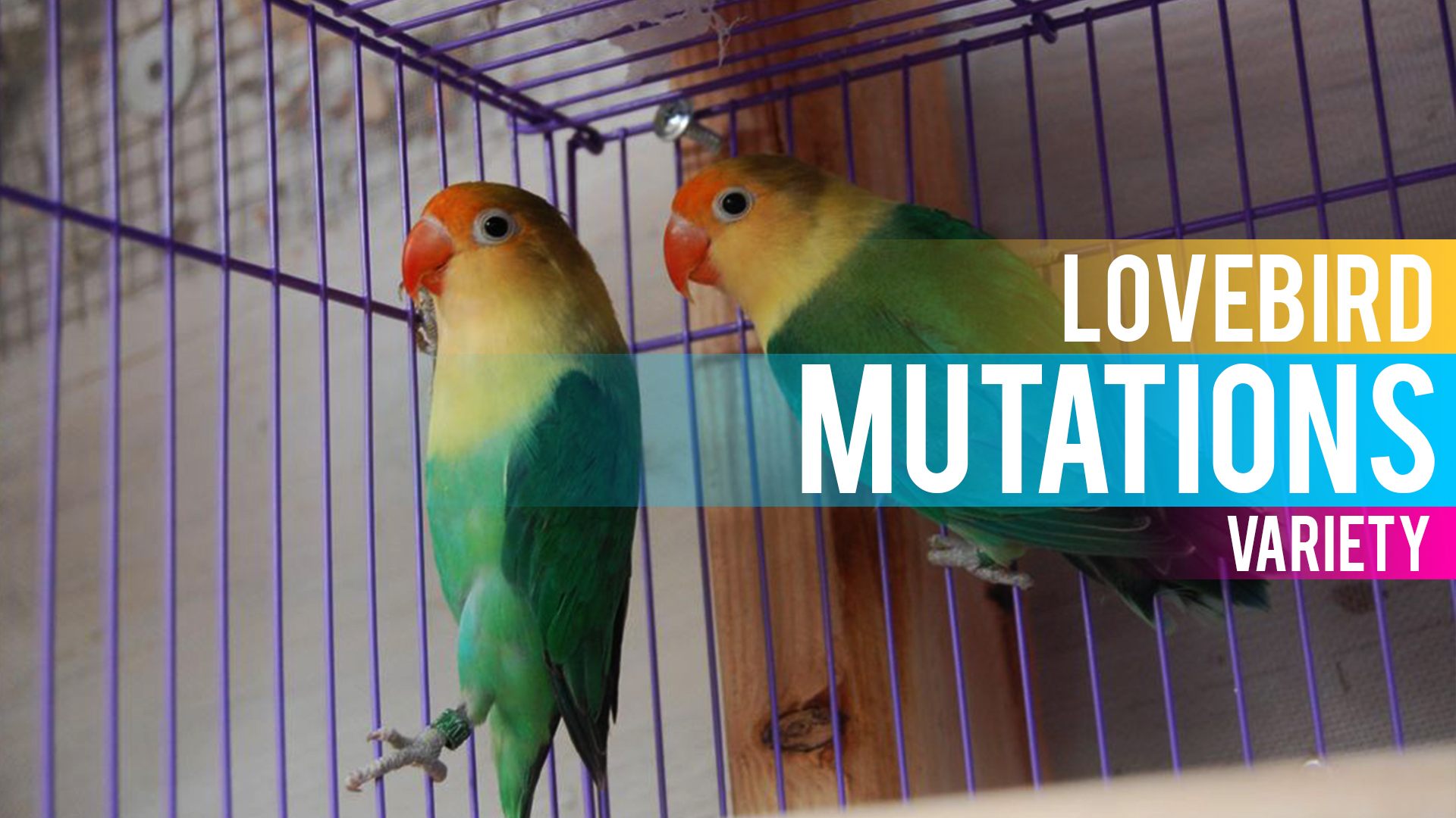 African Lovebirds Mutations Variety - Lovebird Mutations