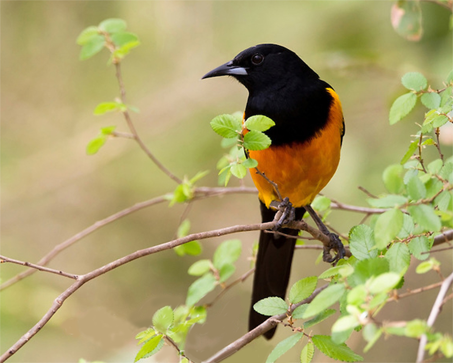Bellas Aves de El Salvador: Icterus wagleri (chiltota de cabeza negra ...