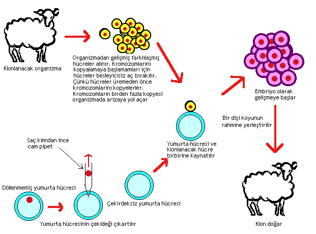 biyoloji günleri: KLONLAMA
