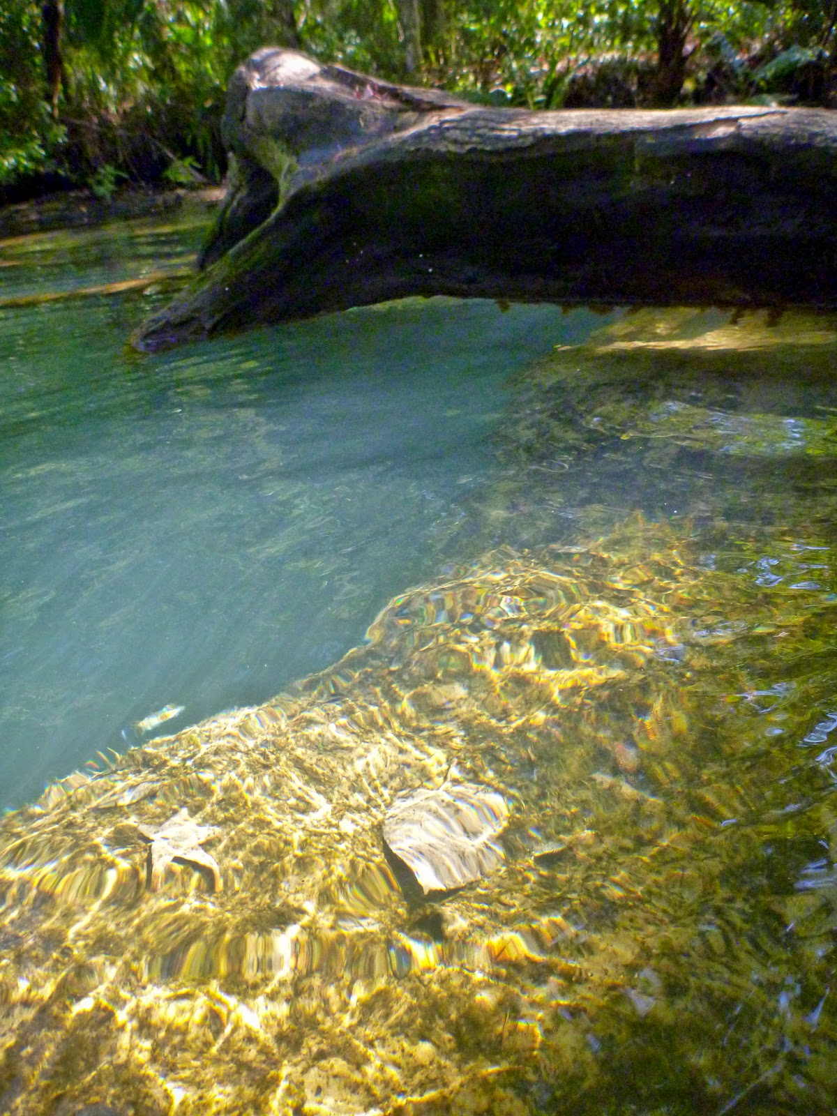 Old Florida: Colors of the Chaz