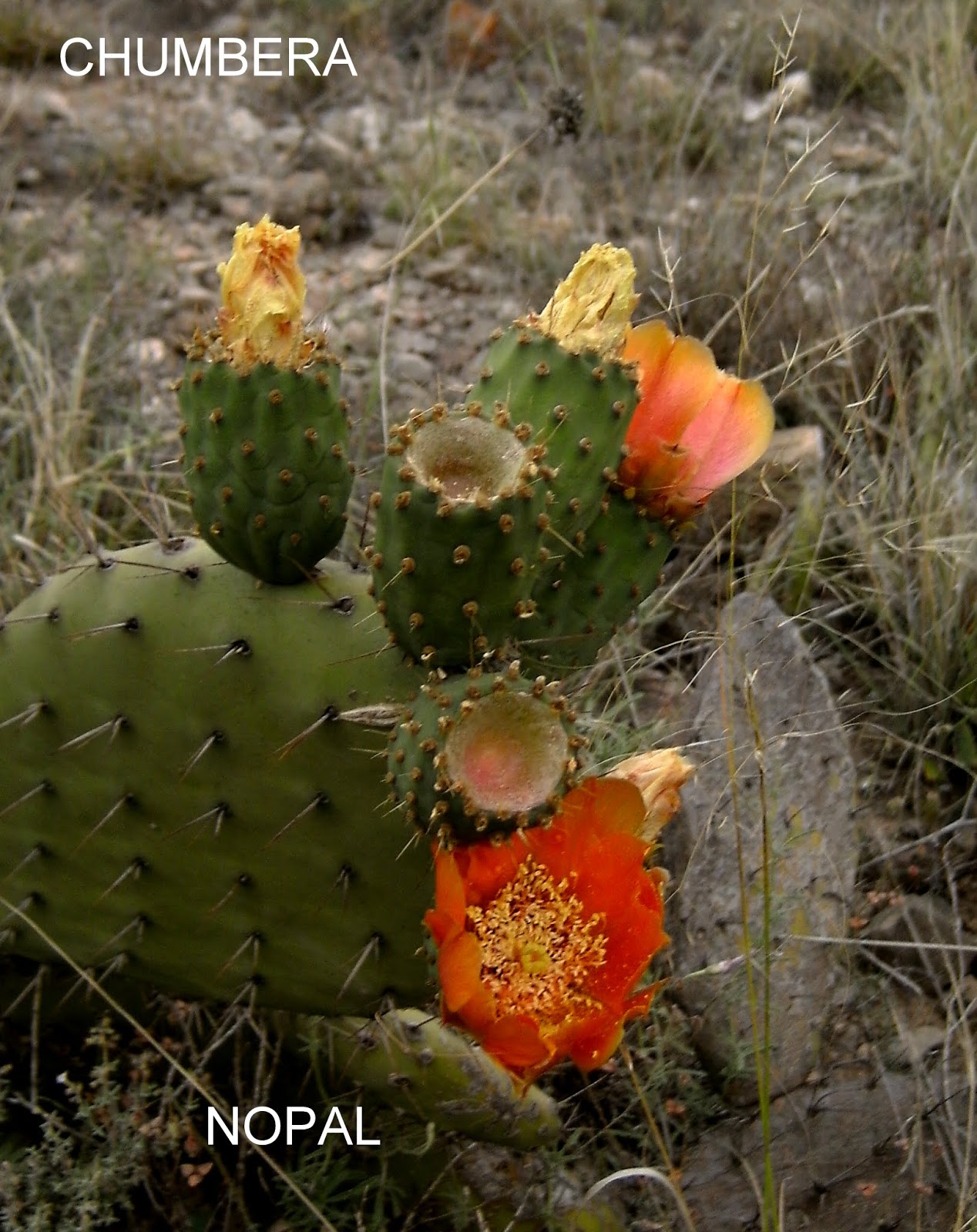 Mi herbario particular: CHUMBERA (Opuntia ficus-indica)