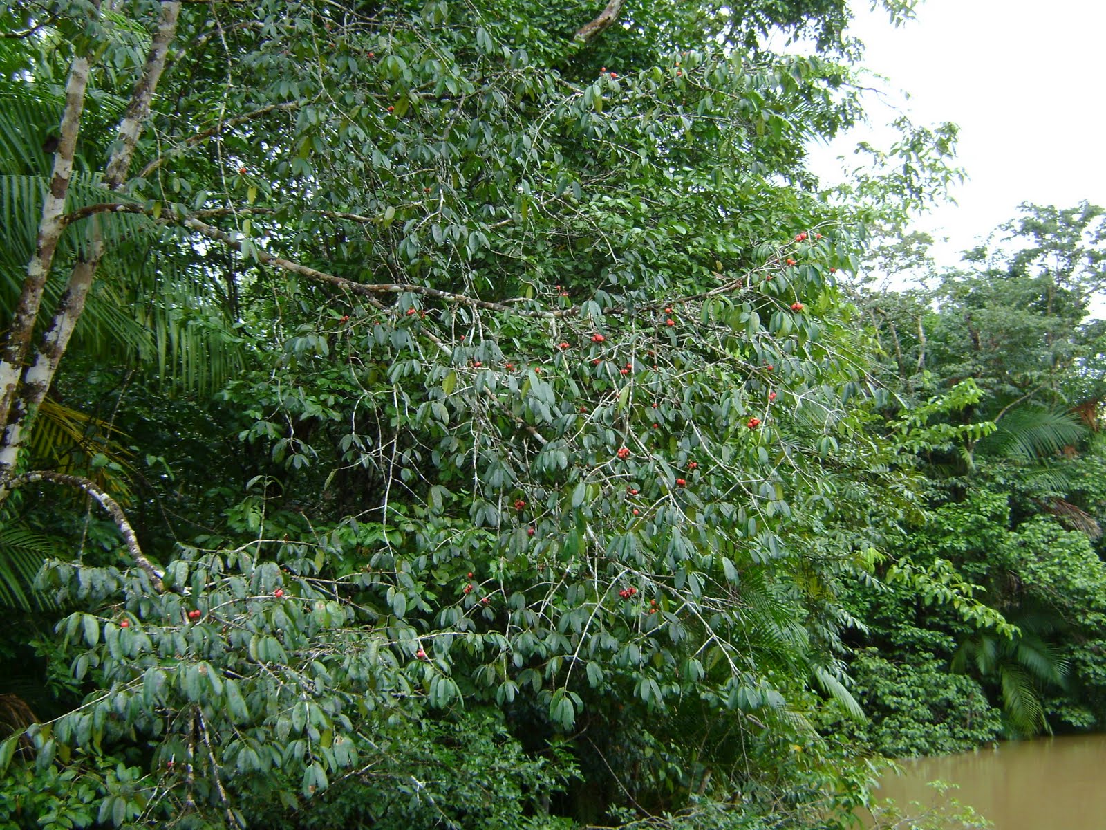 Anani, Ananin, Uanani - Symphonia globulifera L. f. (Clusiaceae)