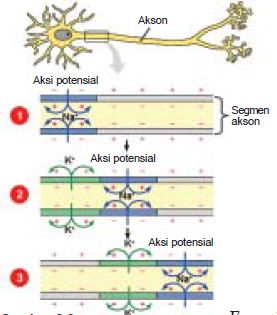 Arah Jalannya Impuls Dalam Satu Neuron