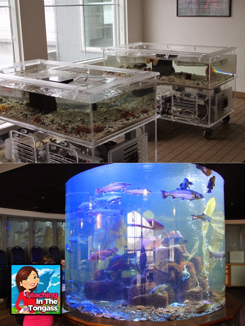 Tide Pool Activities for Kids - Teaching in the Tongass