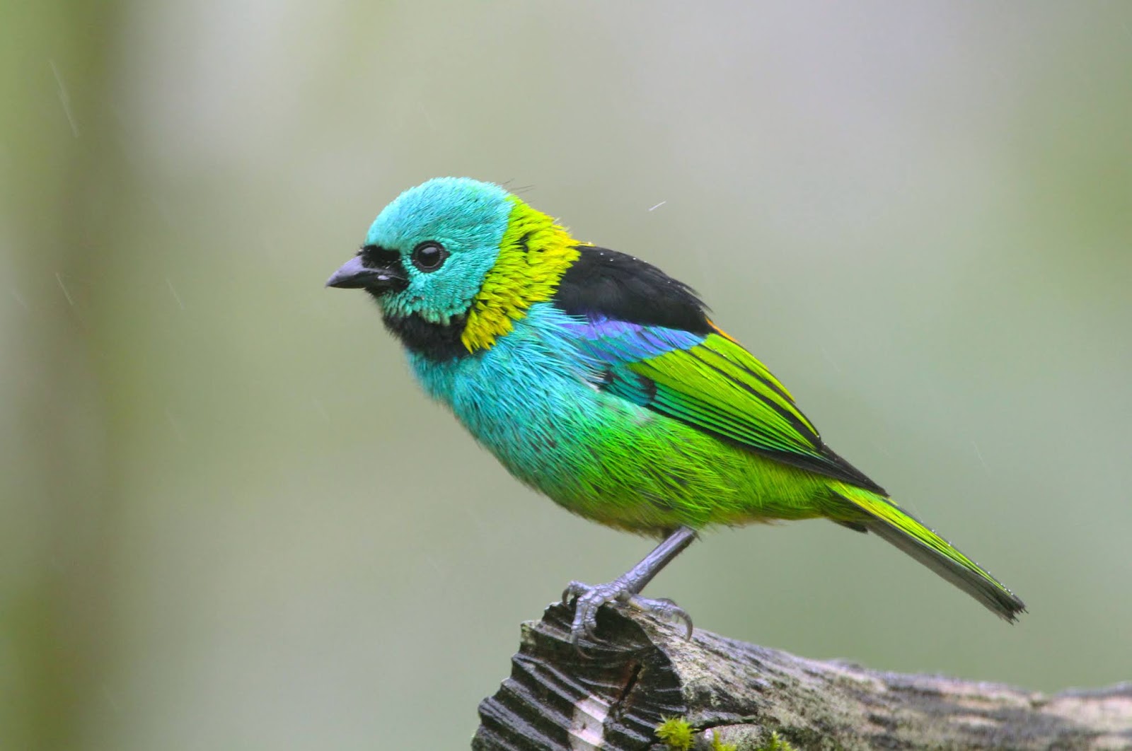 Ave amigos!: Centro de Endemismo Pernambuco