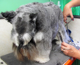 Pet Grooming: The Good, The Bad, & The Furry: A Simple Pleasure