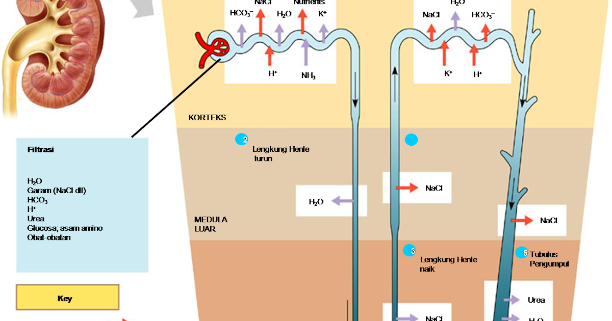 Biokimia Nutrisi (Ekskresi Nitrogen dalam Urin)