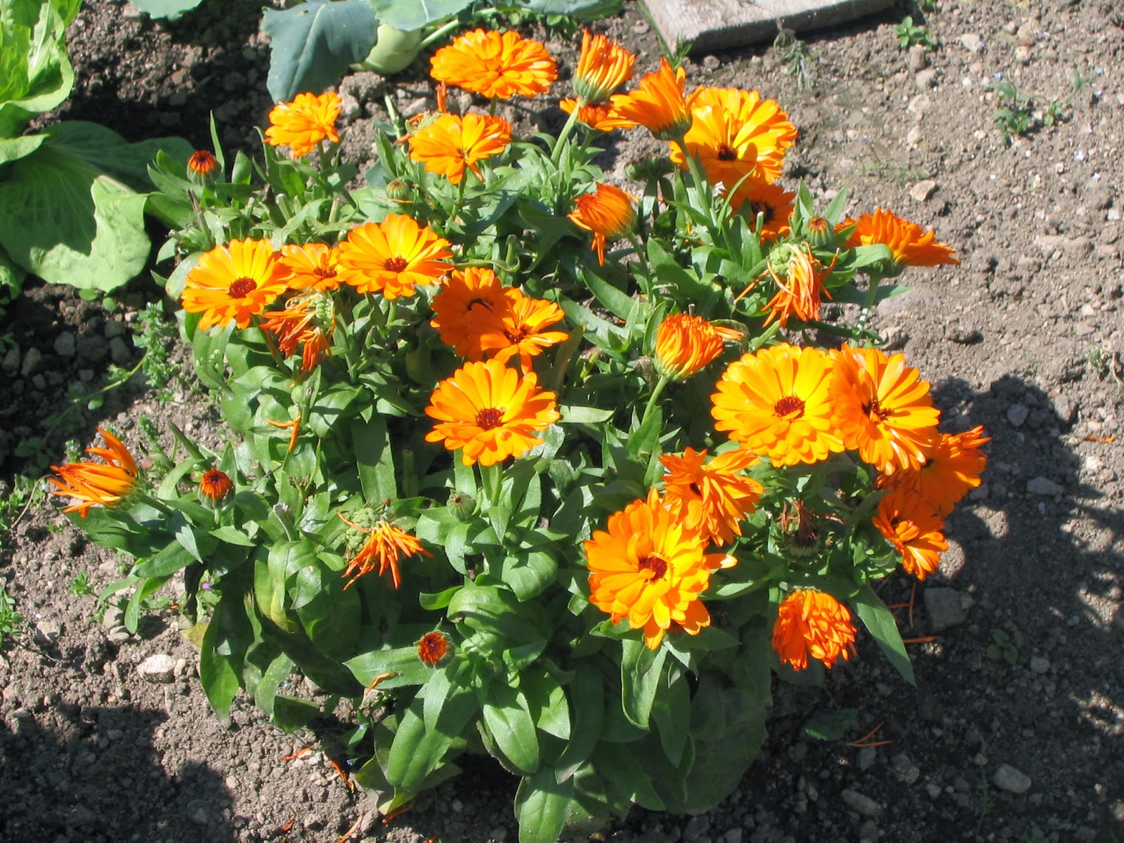 Jabones Naturales Vampa: Calendula officinalis L.
