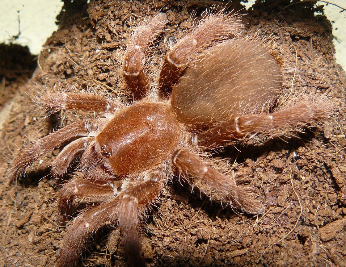 Baboon Tarantula - fsfasr