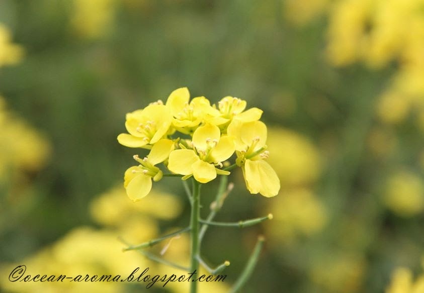 Most beautiful Shorisha Flower Unique HD Wallpaper « Ocean Aroma