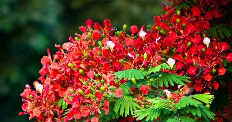 Jual Pohon Flamboyan Merah Murah Delonix Regia - Tukang Taman Minimalis ...