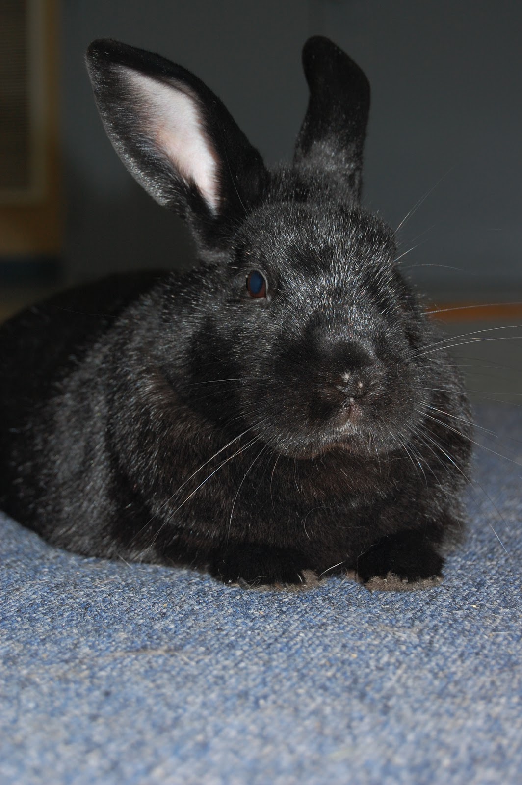 The Bunny Connection: Reflections of a Mom - Animal Friends, Inc.