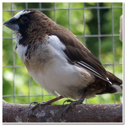 Bird Pictures and Information