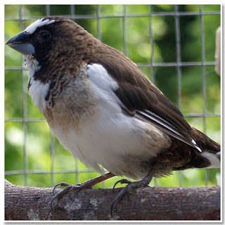 Bird Pictures and Information
