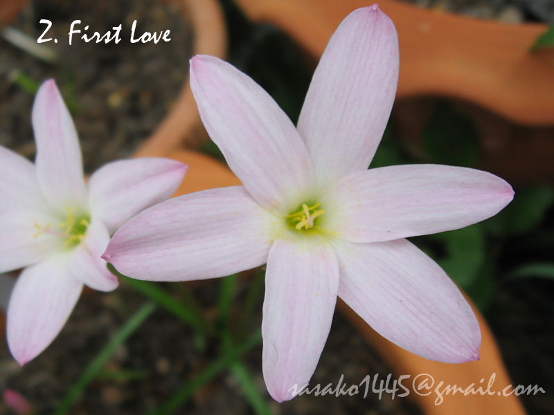 Zephyranthes: rain lily First Love