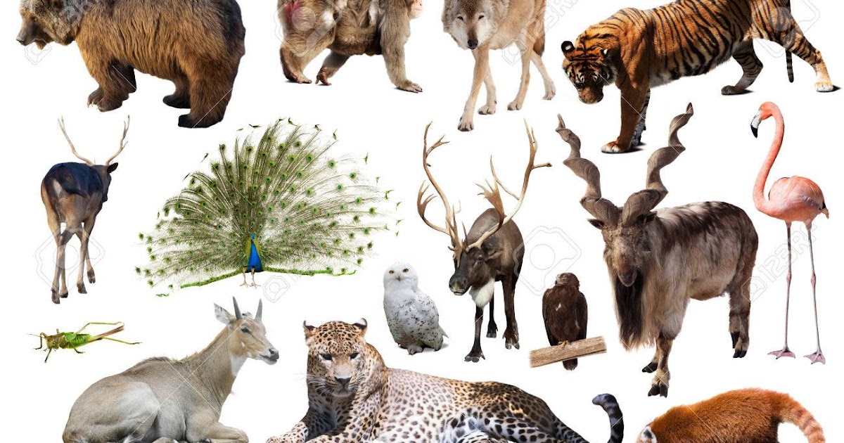 Animales terrestres y Marinos