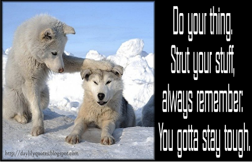 Daylily Quotes: Strut Your Stuff