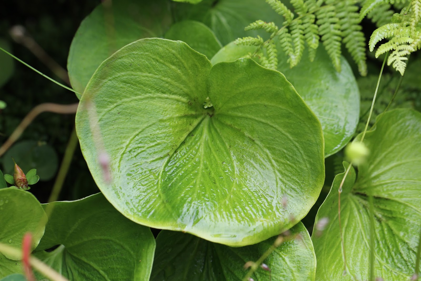 BOTANY NERD : NORTH CAROLINA’S GRASS–OF-PARNASSUS SPECIES