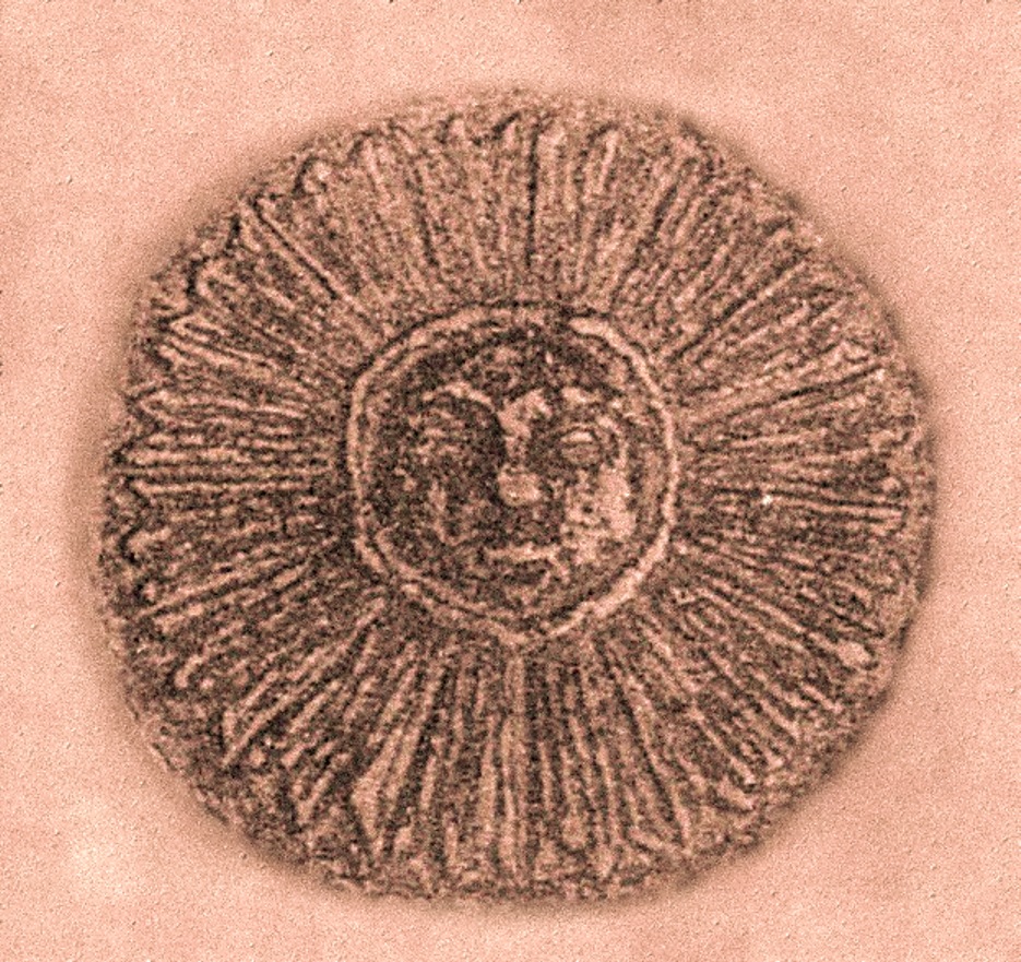 HUMANIDAD Y COSMOS: ¿DÓNDE ESTÁ EL SOL ROJO DE LOS COMECHINGONES?