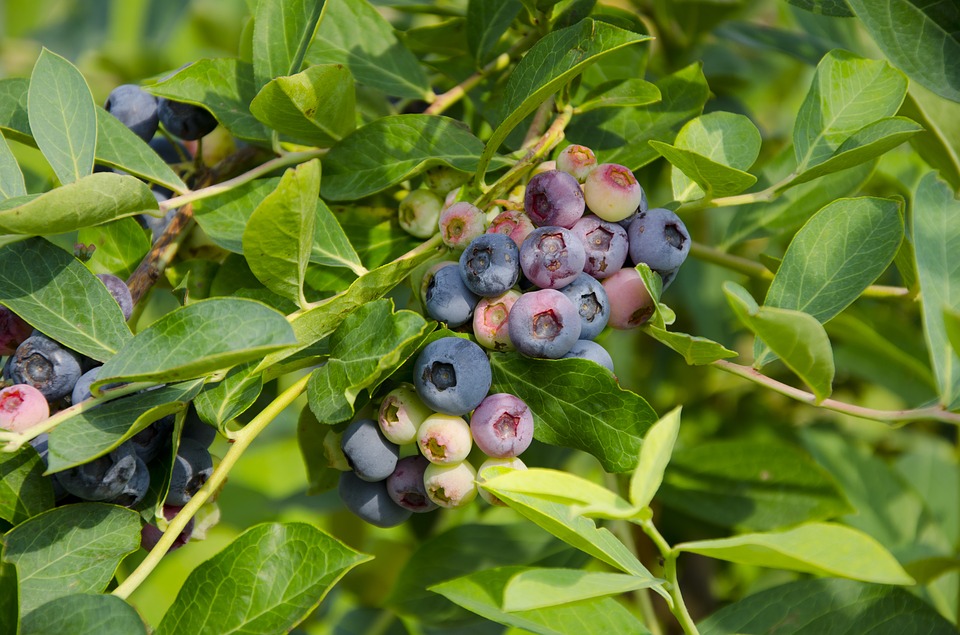 Stories from the Wigwam: Medicinal Monday - Beautiful Blueberries