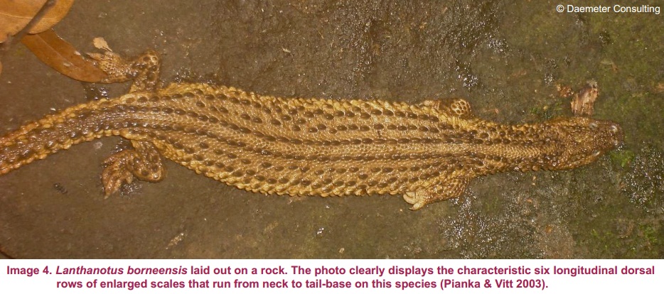 Species New to Science: [Herpetology • 2012] First record of the Borneo ...