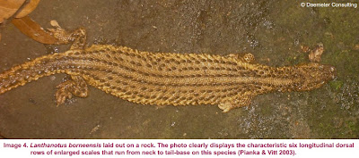 Species New to Science: [Herpetology • 2012] First record of the Borneo ...