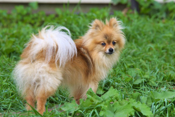 8 Facts About Pomeranians And The Reasons Why I Love Them So Much ...