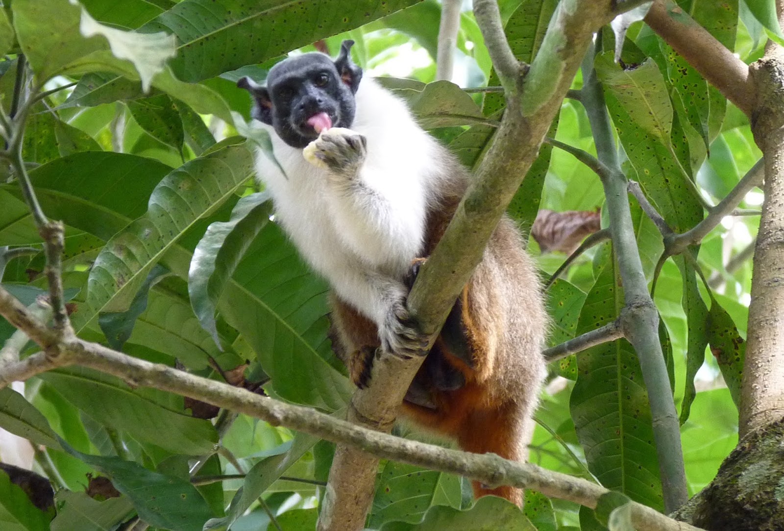 Liga do Planeta: Ações de preservação a fauna ameaçada