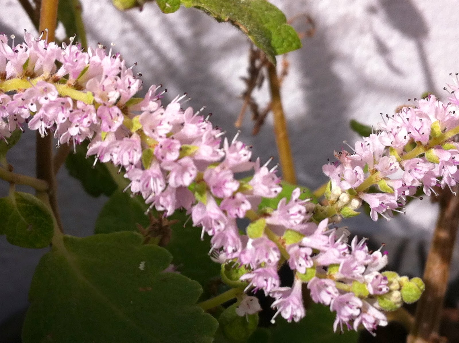 Belas da Natureza: Mirra