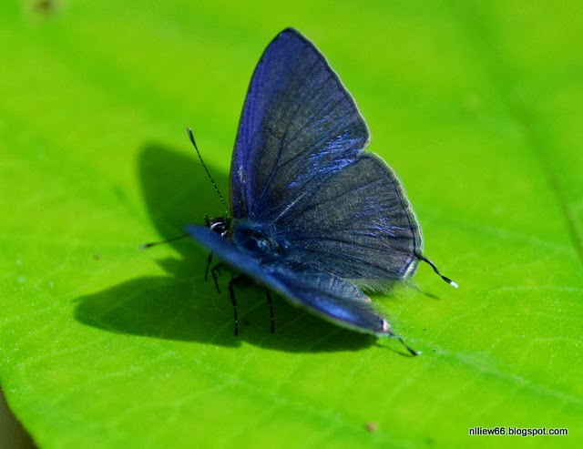The Forested Path (and Beyond): BUTTERFLIES of RAUB: The Pointed Line ...