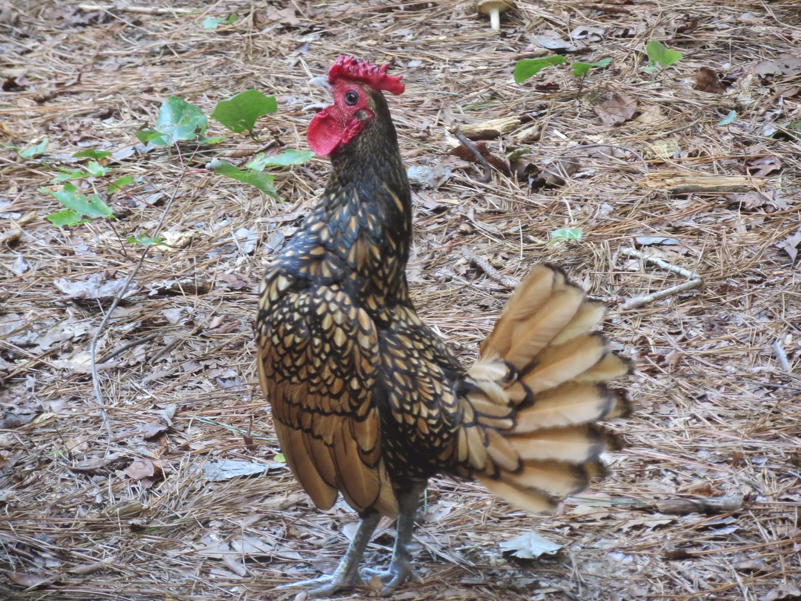PrunePicker: John is given a banty rooster.