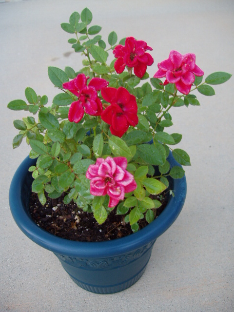 Sizzling Indian Recipes.....: Gulab / Rose -- One month lifespan of a ...