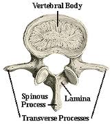 TURQUOISE COWGIRL: ZACK'S BACK!!!!!