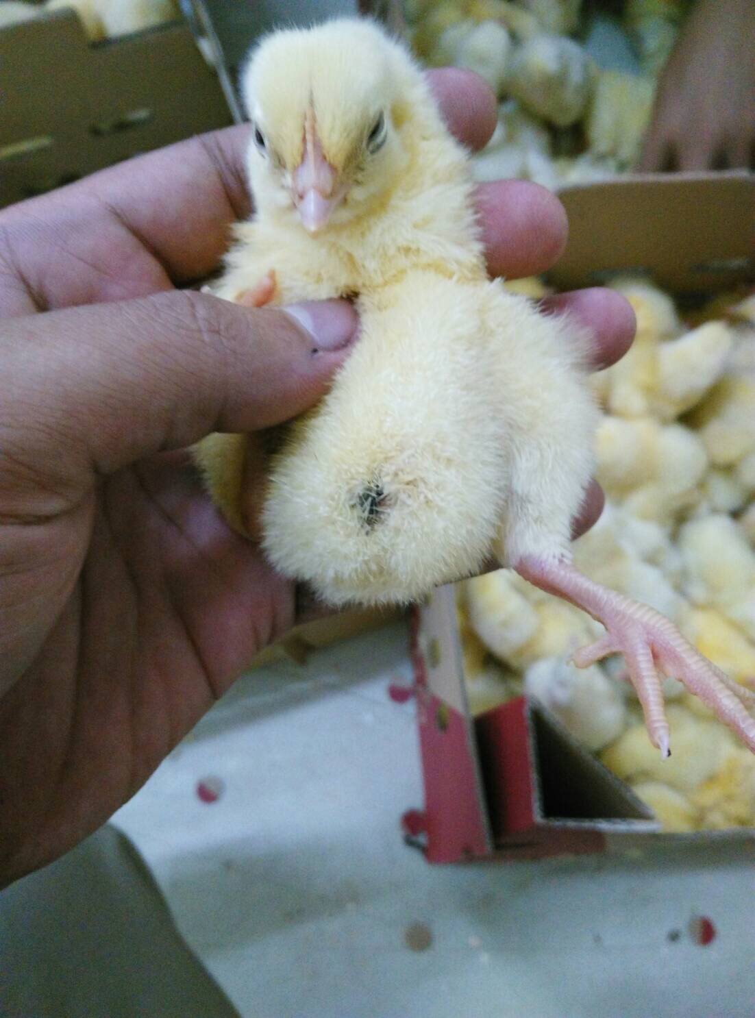PETERNAKAN SAMPAI MATI: MACAM - MACAM JENIS (STRAIN) AYAM BROILER ...