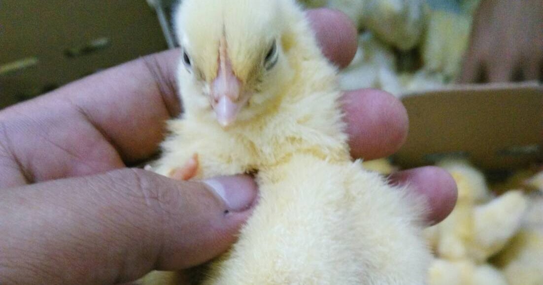 PETERNAKAN SAMPAI MATI: MACAM - MACAM JENIS (STRAIN) AYAM BROILER ...