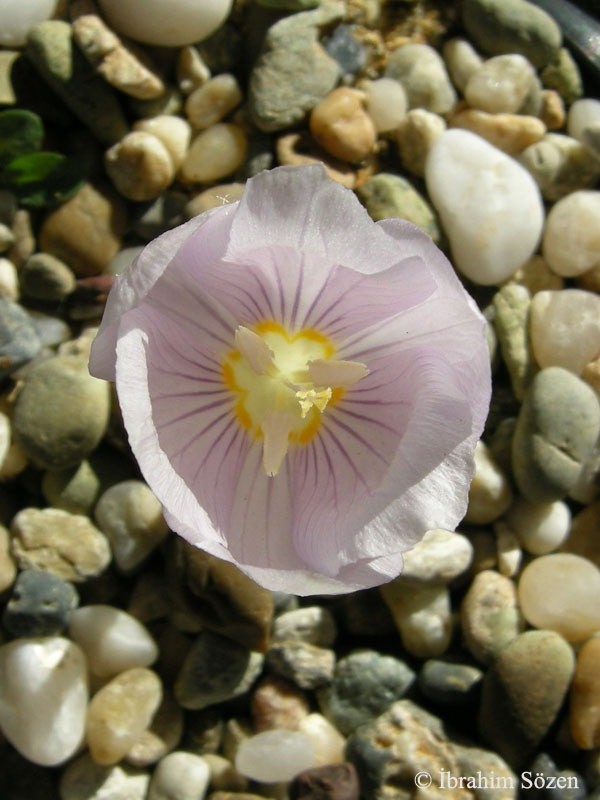 The Country Of Crocuses: Crocus kotschyanus subsp. kotschyanus