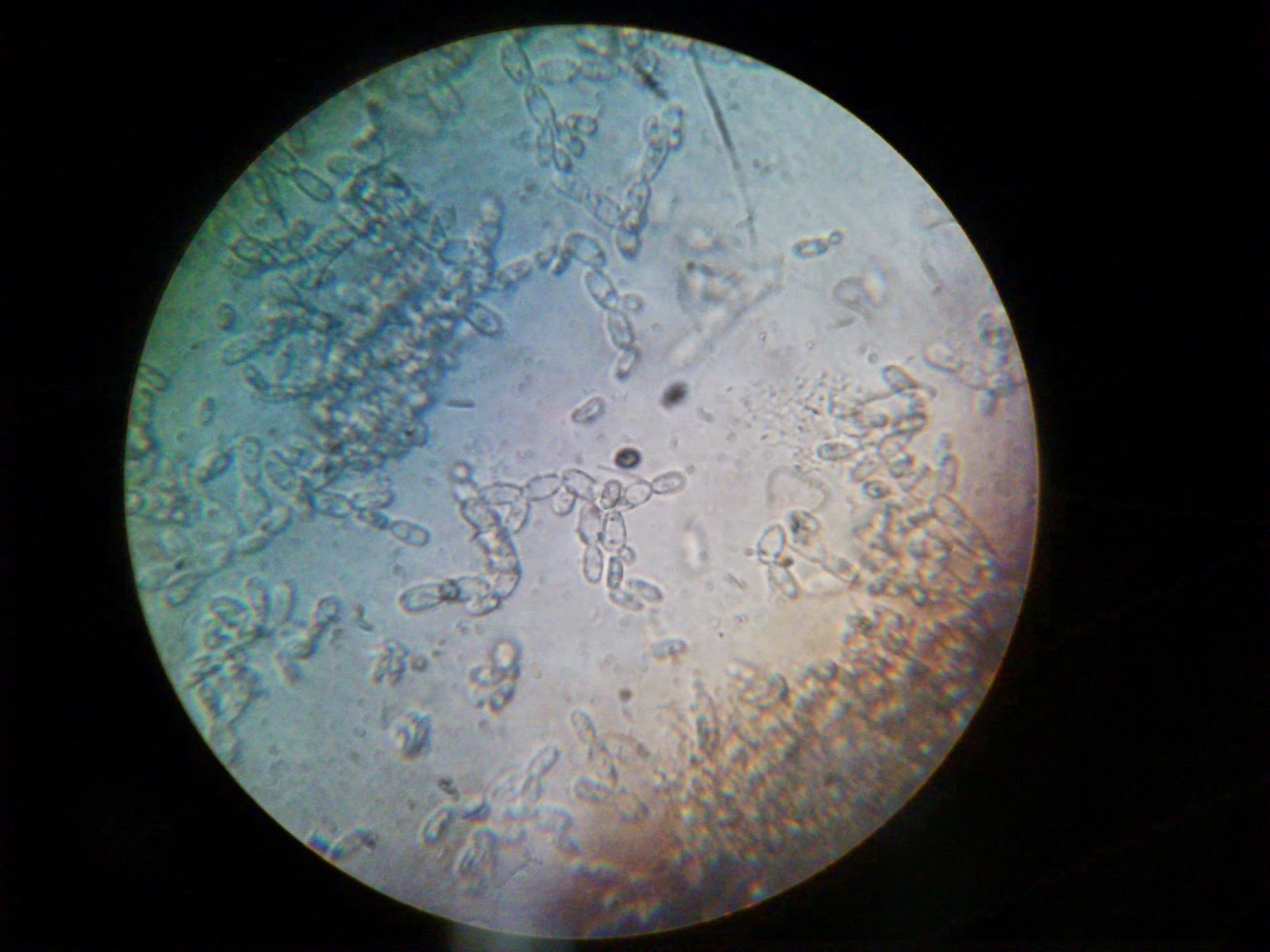 Prácticas de Temas Selectos de Biología 606 2014-2015: Practica 3 ...