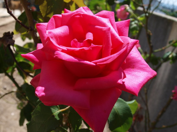 Flores, cultivo e significado das flores: Rosa Vermelha, significado da ...